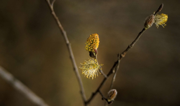 Saule roux ou saule à feuilles d'Olivier | Balade : Randonnée près de ...